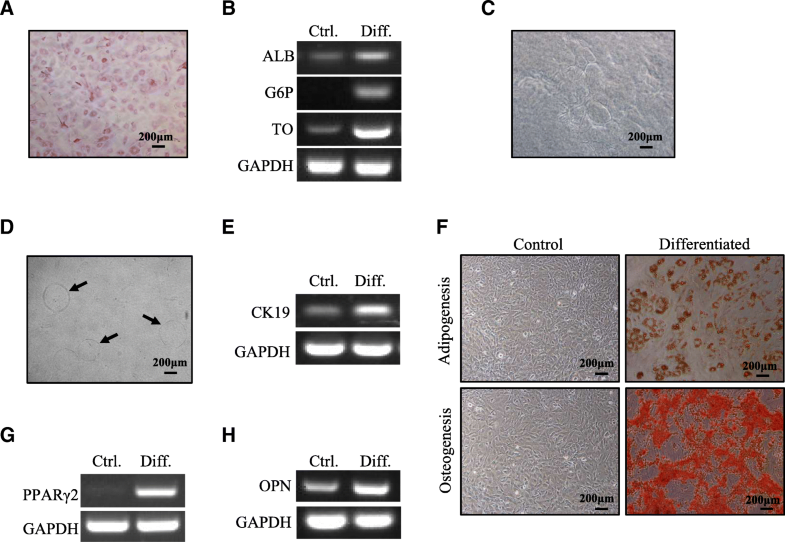 Distinct roles of Dlk1 isoforms in bi-potential differentiation of ...