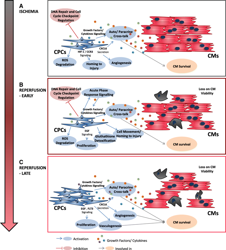 Human cardiac progenitor cell activation and regeneration mechanisms ...