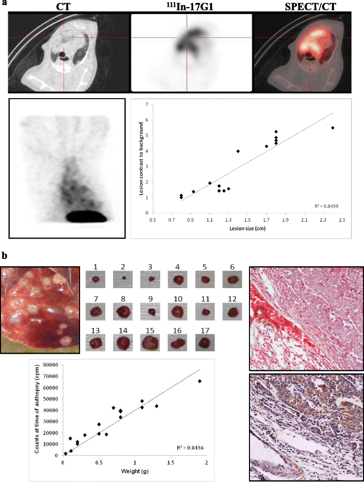 The dog prostate cancer (DPC-1) model: a reliable tool for molecular ...