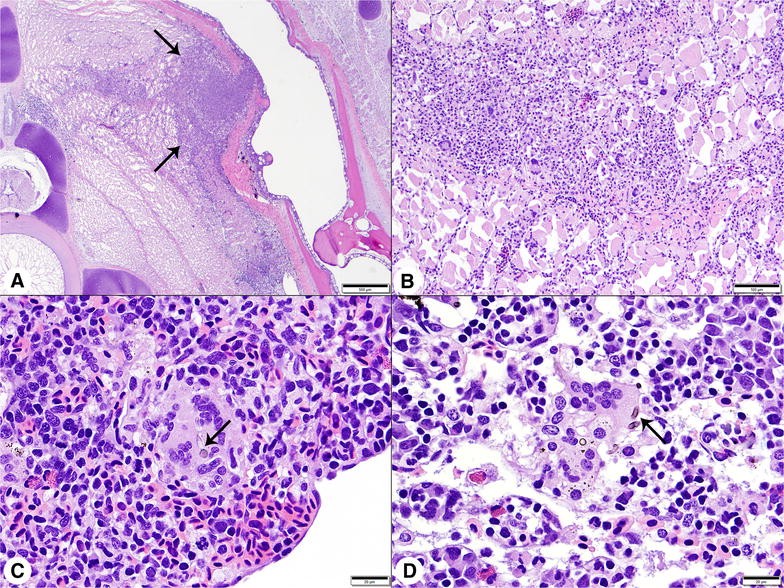 Effects of temperature on Veronaea botryosa infections in white ...