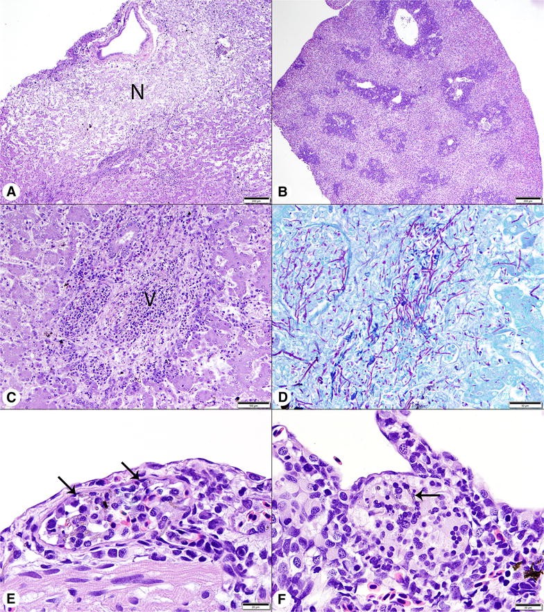 Effects of temperature on Veronaea botryosa infections in white ...