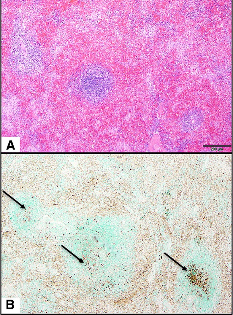 Characterization of peritoneal cells from cats with experimentally ...