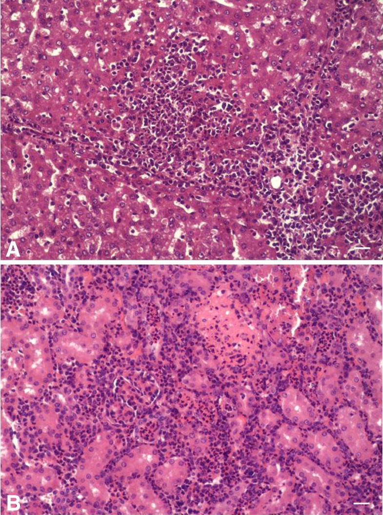 Multi-organ spreading of Actinobacillus pleuropneumoniae serovar 7 in ...