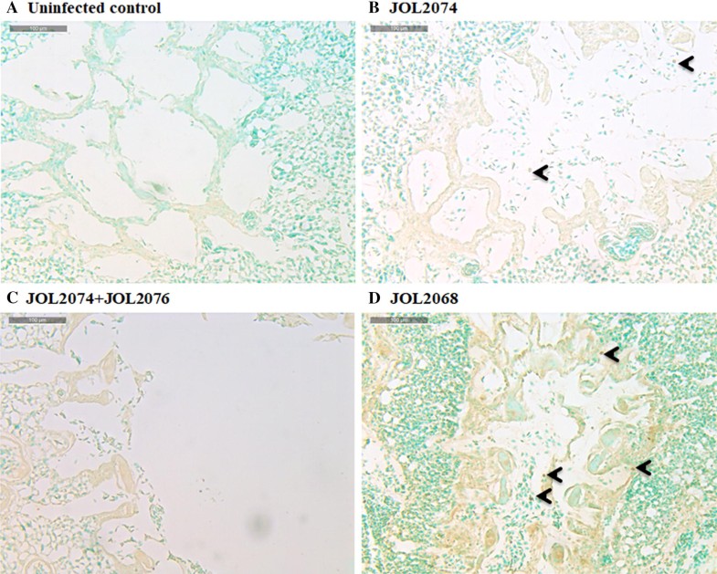 Salmonella Gallinarum delivering M2eCD40L in protein and DNA formats ...