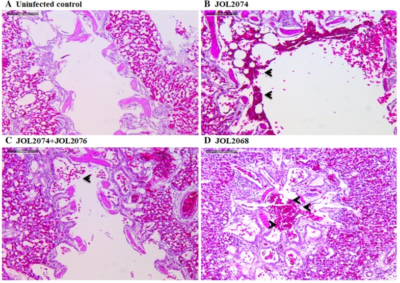 Salmonella Gallinarum delivering M2eCD40L in protein and DNA formats ...