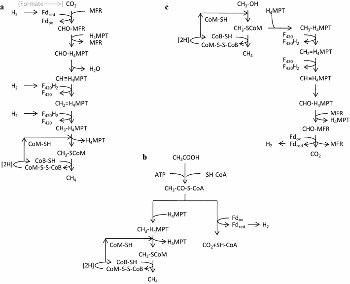 Methanogens: biochemical background and biotechnological applications ...