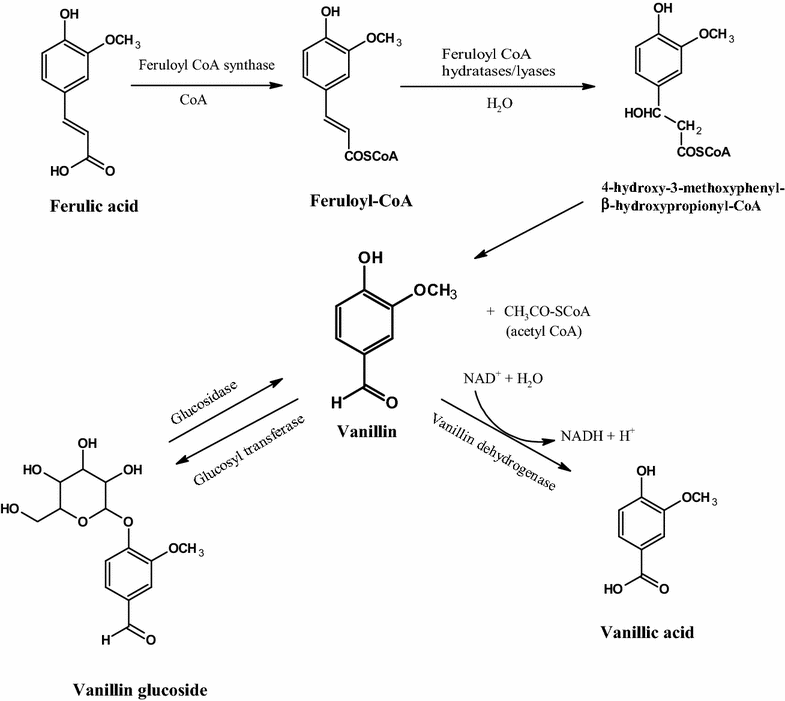 Vanillin production by biotransformation of phenolic compounds in ...