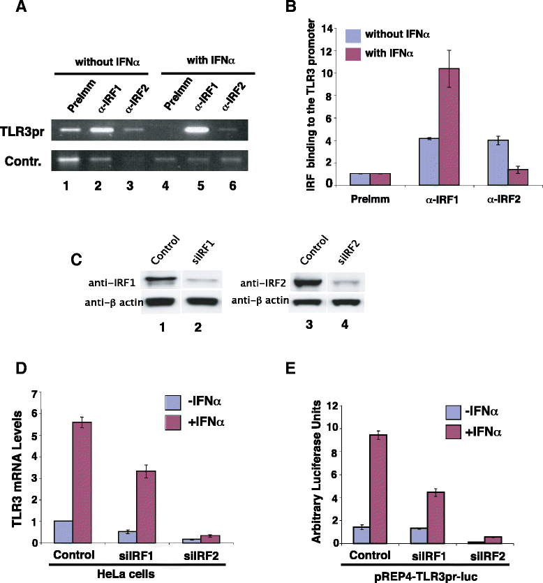 Division of labor between IRF1 and IRF2 in regulating different stages ...