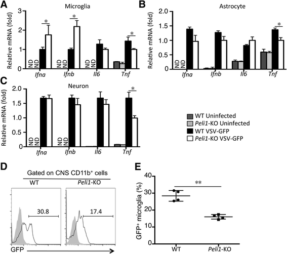 Peli1 negatively regulates type I interferon induction and antiviral ...