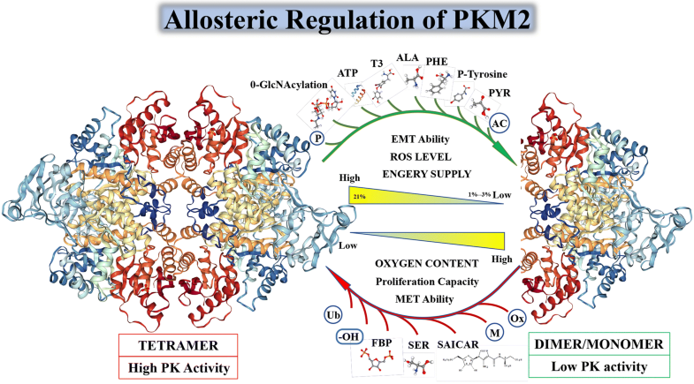 PKM2, function and expression and regulation | Cell & Bioscience | Full ...