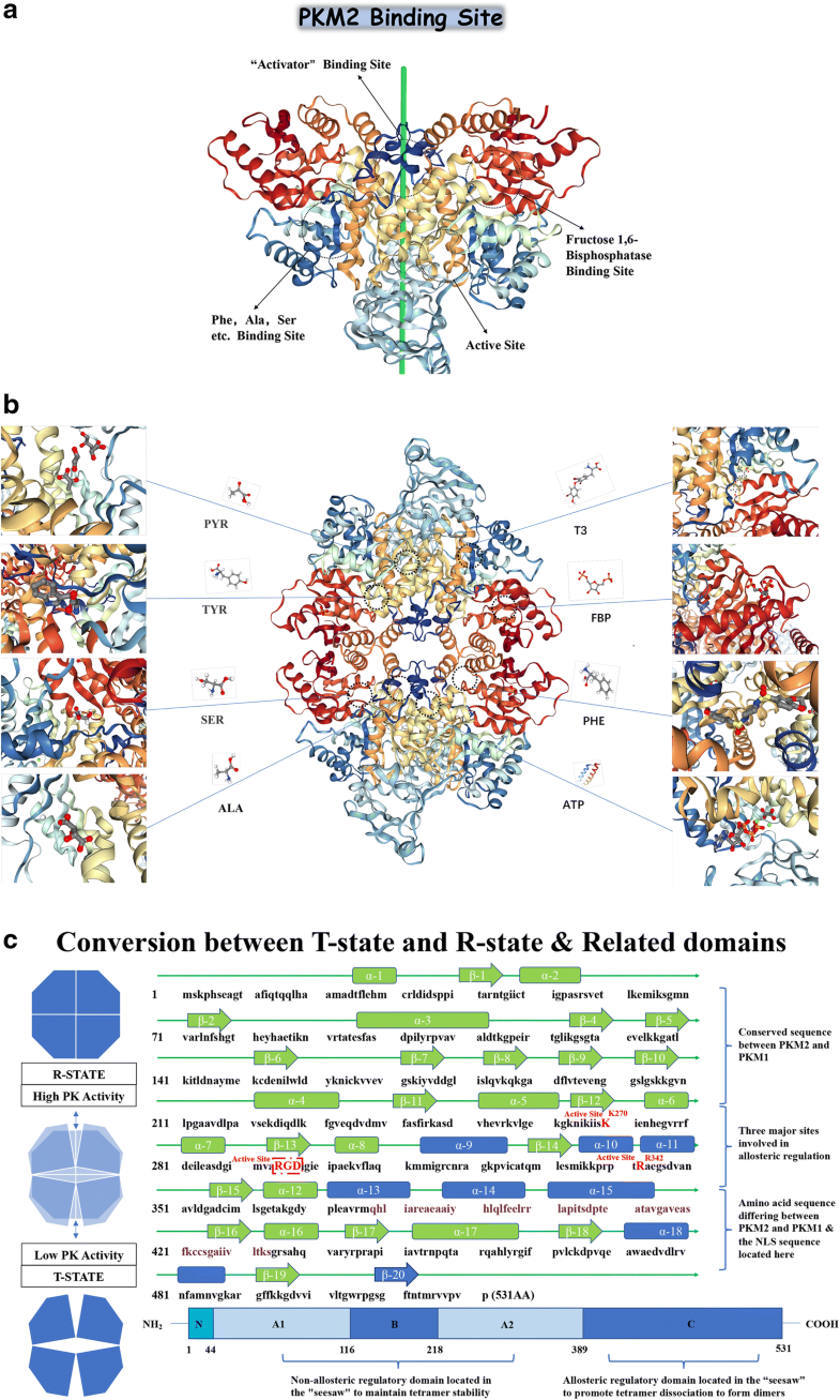 Pkm2 Function And Expression And Regulation Cell And Bioscience Full