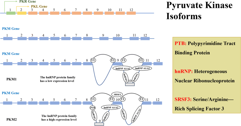 PKM2, function and expression and regulation | Cell & Bioscience | Full ...
