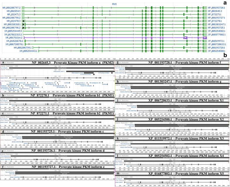 Pkm2 Function And Expression And Regulation Cell And Bioscience Full