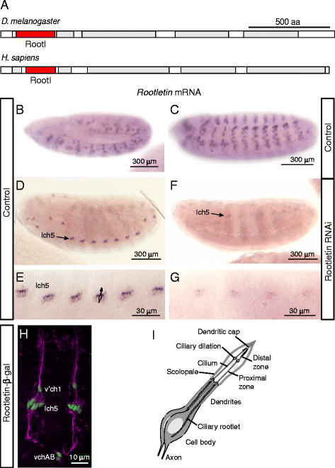 The Drosophila homologue of Rootletin is required for mechanosensory ...