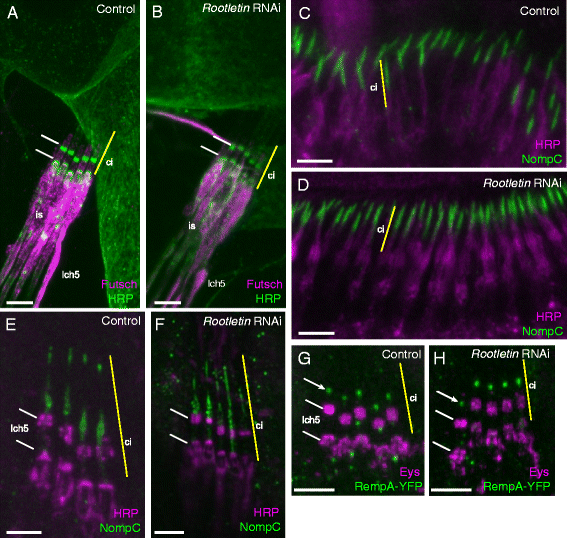 The Drosophila homologue of Rootletin is required for mechanosensory ...