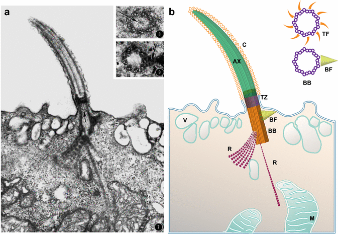 Basal bodies in Xenopus | Cilia | Full Text