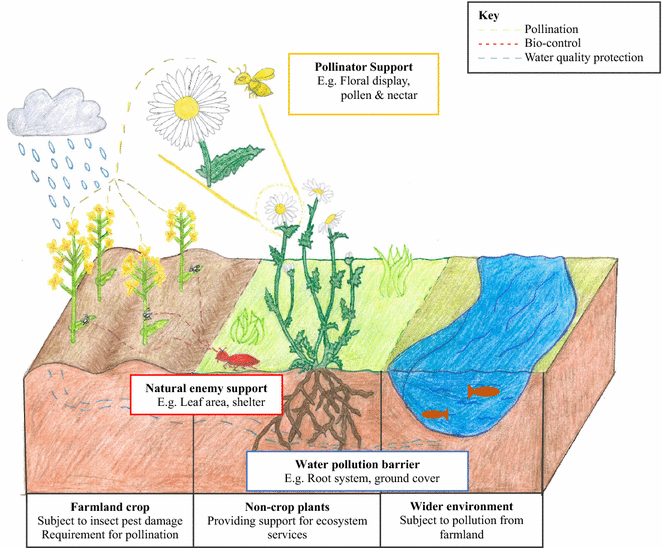 What specific plant traits support ecosystem services such as ...