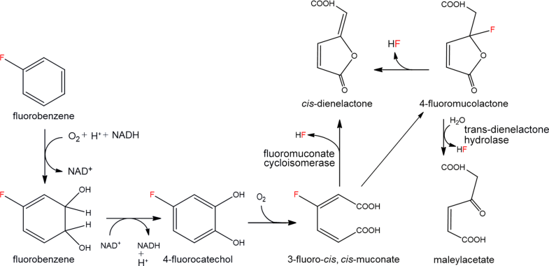 Enzymatic defluorination of fluorinated compounds | SpringerLink