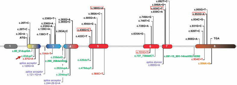 Molecular analysis of the CTSK gene in a cohort of 33 Brazilian ...