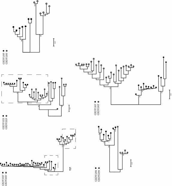 Molecular linkage tracing of HIV-1 transmission events in ...