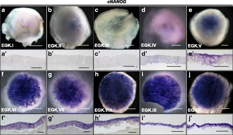 Acquisition of pluripotency in the chick embryo occurs during ...