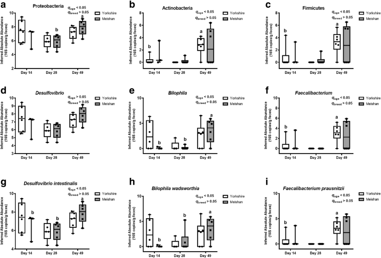 Diversity and community pattern of sulfate-reducing bacteria in piglet gut | Journal of Animal ...