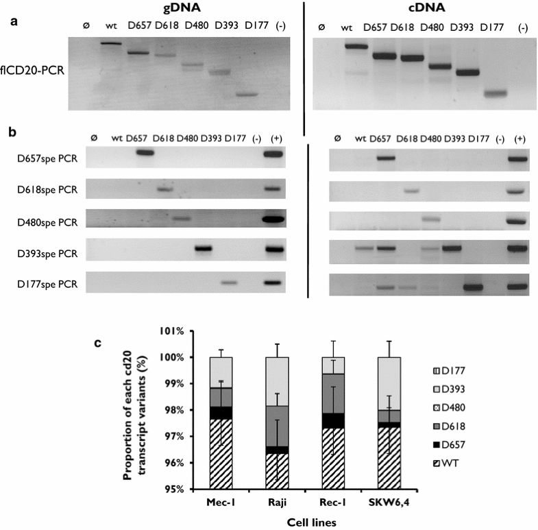 New CD20 alternative splice variants: molecular identification and ...
