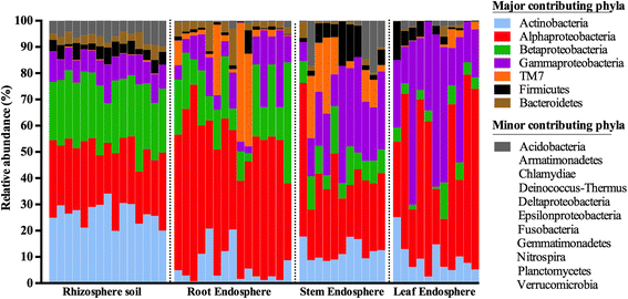 Structural variability and niche differentiation in the rhizosphere and endosphere bacterial ...