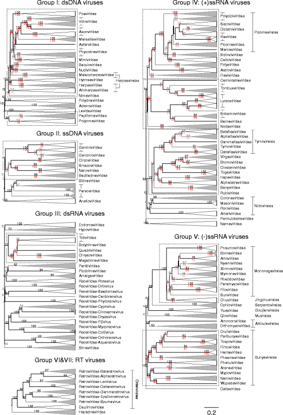 The genomic underpinnings of eukaryotic virus taxonomy: creating a ...
