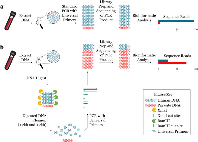 Restriction enzyme digestion of host DNA enhances universal detection ...