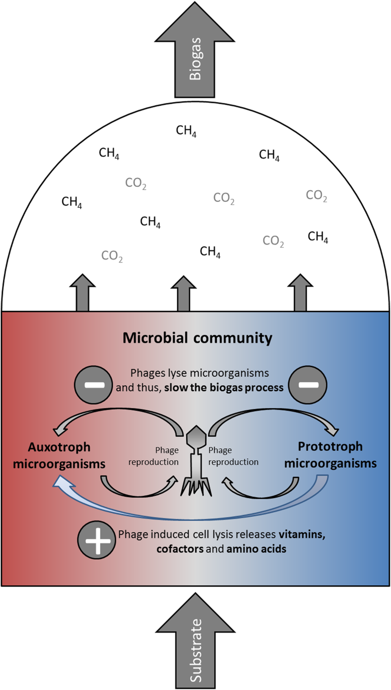 Metaproteome analysis reveals that syntrophy, competition, and phage ...