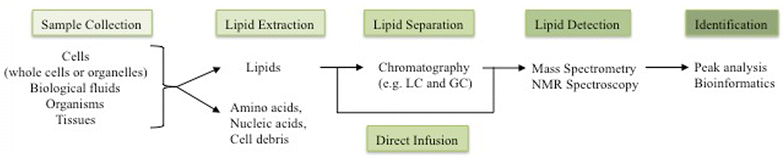 Lipidomics unveils the complexity of the lipidome in metabolic diseases ...