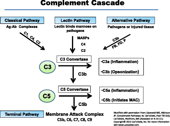 Complement regulator CD46: genetic variants and disease associations ...