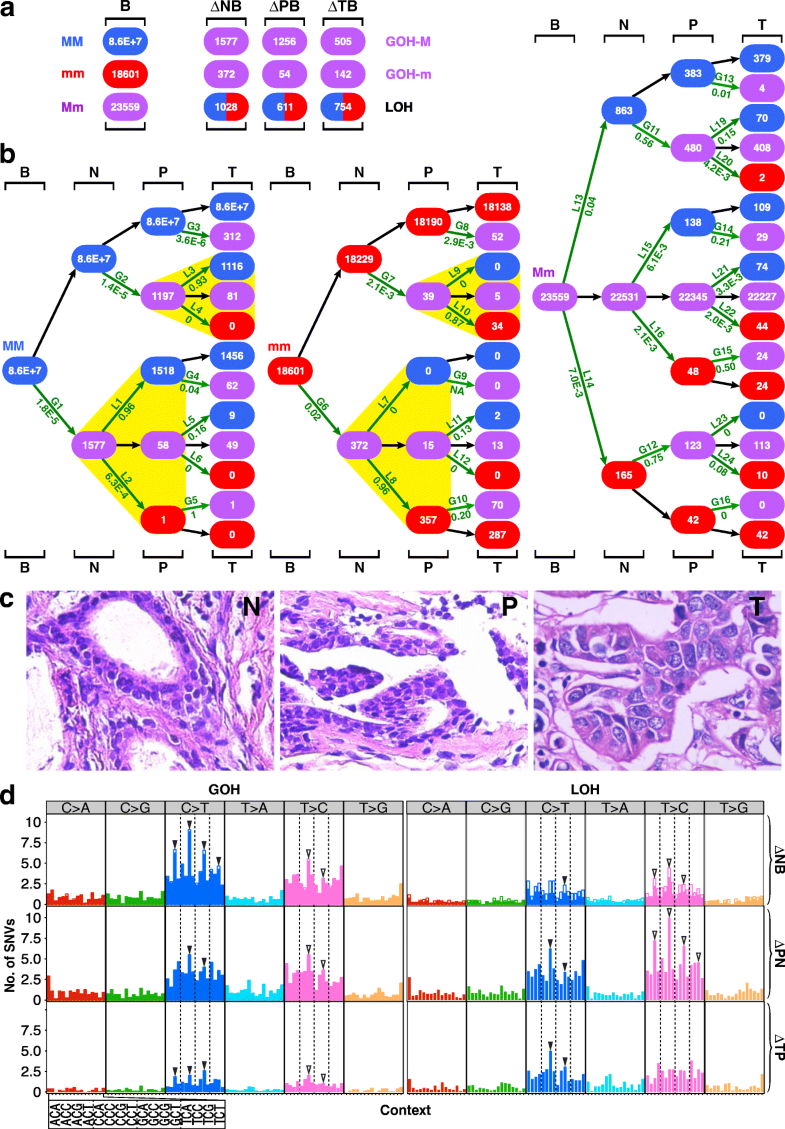 Forward and reverse mutations in stages of cancer development | Human ...