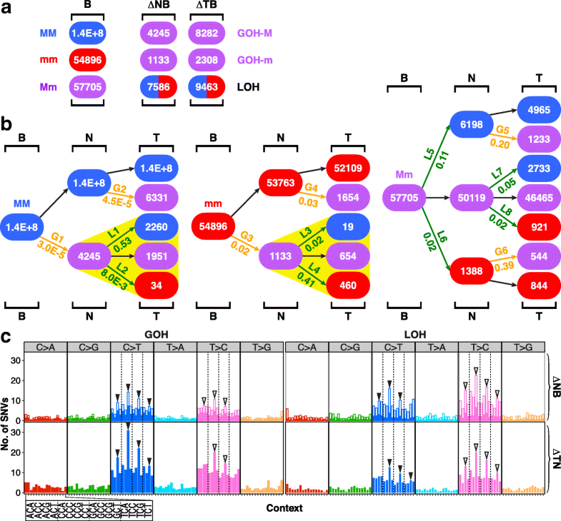 Forward and reverse mutations in stages of cancer development | Human ...
