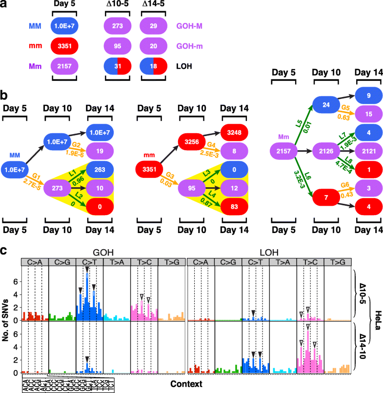 Forward and reverse mutations in stages of cancer development | Human ...