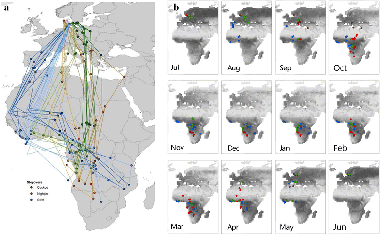 Annual spatiotemporal migration schedules in three larger insectivorous ...