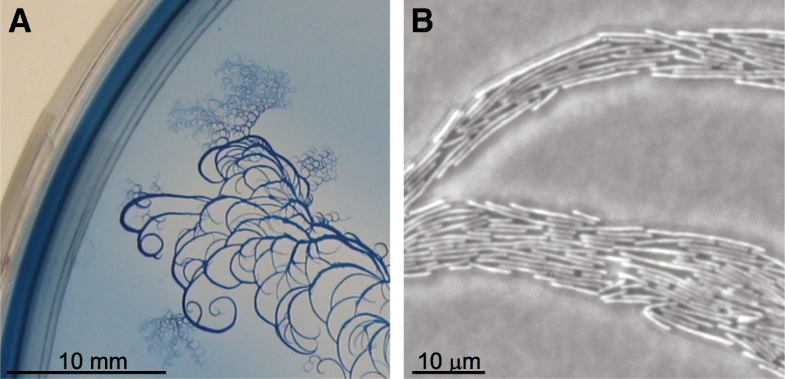 A statistical physics view of swarming bacteria | Movement Ecology ...