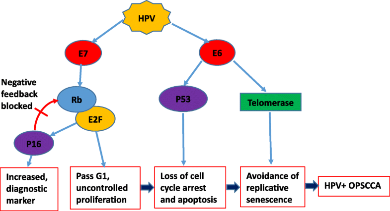 The molecular mechanisms of increased radiosensitivity of HPV-positive oropharyngeal squamous ...