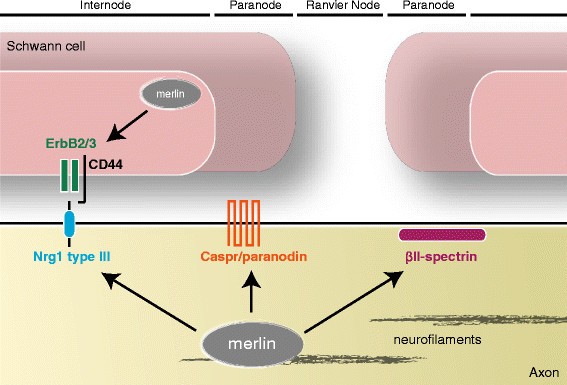 A neuronal function of the tumor suppressor protein merlin | Acta ...