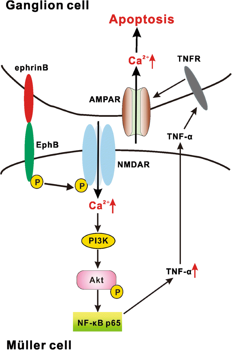 EphrinB/EphB forward signaling in Müller cells causes apoptosis of ...