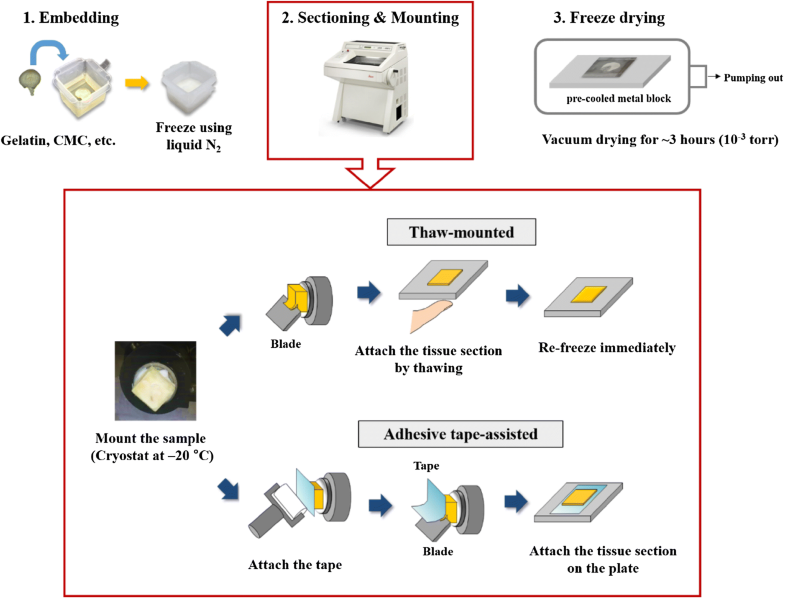 Biological tissue sample preparation for time-of-flight secondary ion ...