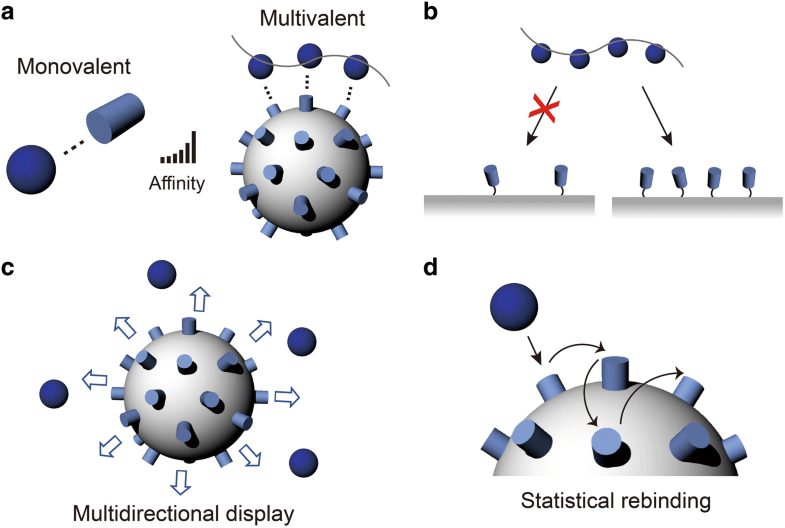 Peptide–nanoparticle conjugates: a next generation of diagnostic and ...