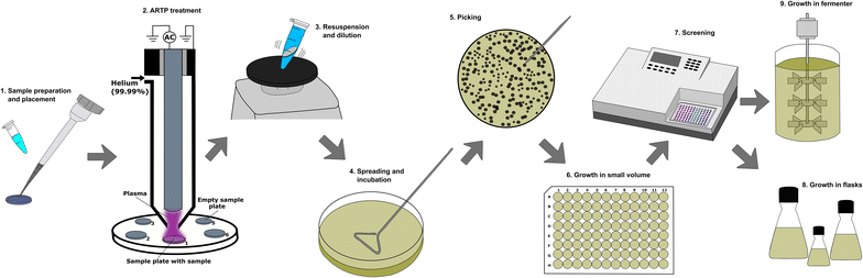 Microbial mutagenesis by atmospheric and room-temperature plasma (ARTP ...