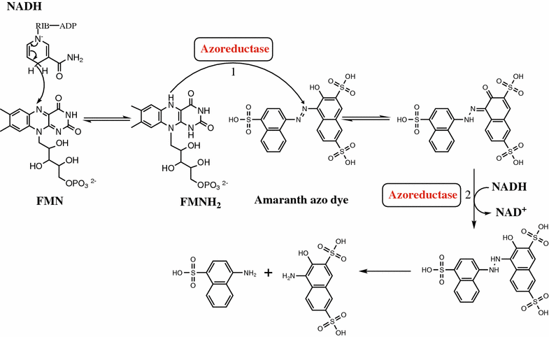Azoreductase: a key player of xenobiotic metabolism | SpringerLink