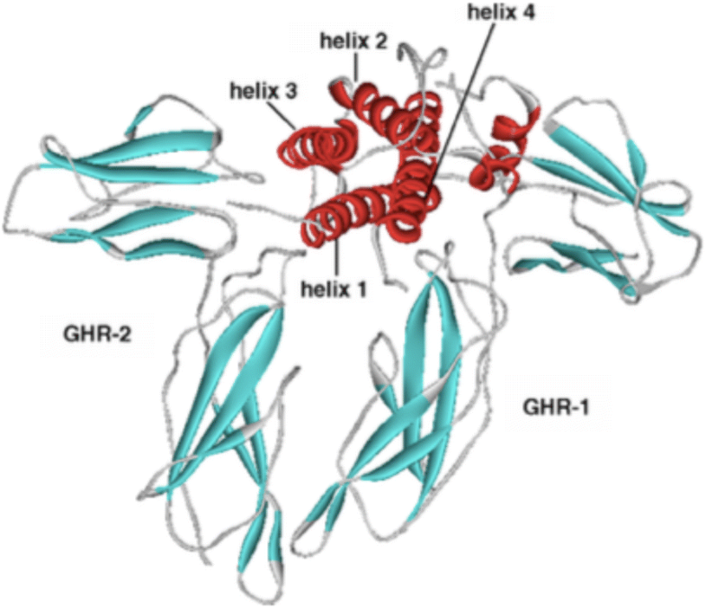 Growth hormone: isoforms, clinical aspects and assays interference ...