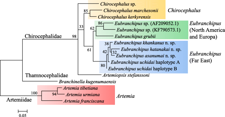 Three new species of the fairy shrimp Eubranchipus Verill, 1870 ...
