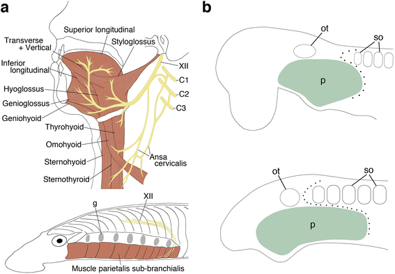 Development of hypobranchial muscles with special reference to the ...