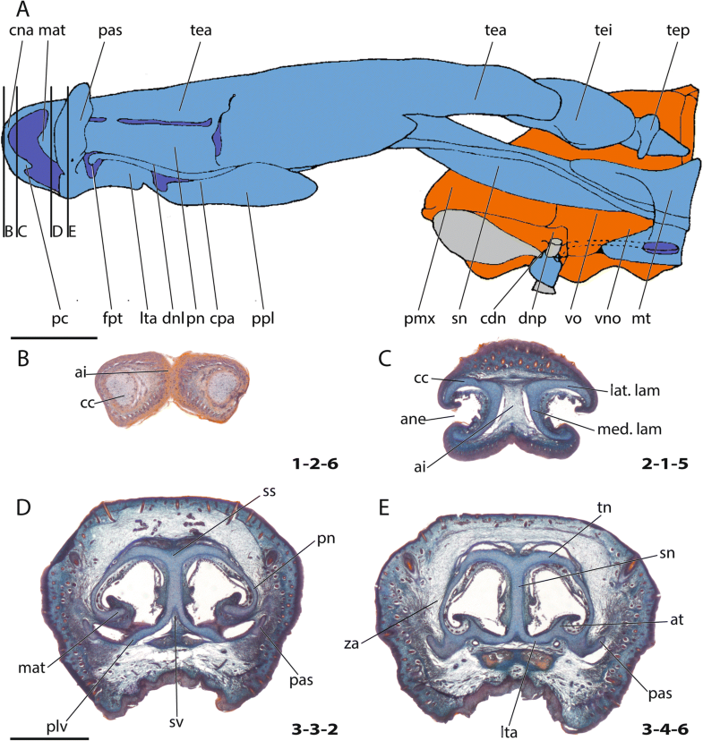 Ontogeny and phylogeny of the mammalian chondrocranium: the cupula nasi ...