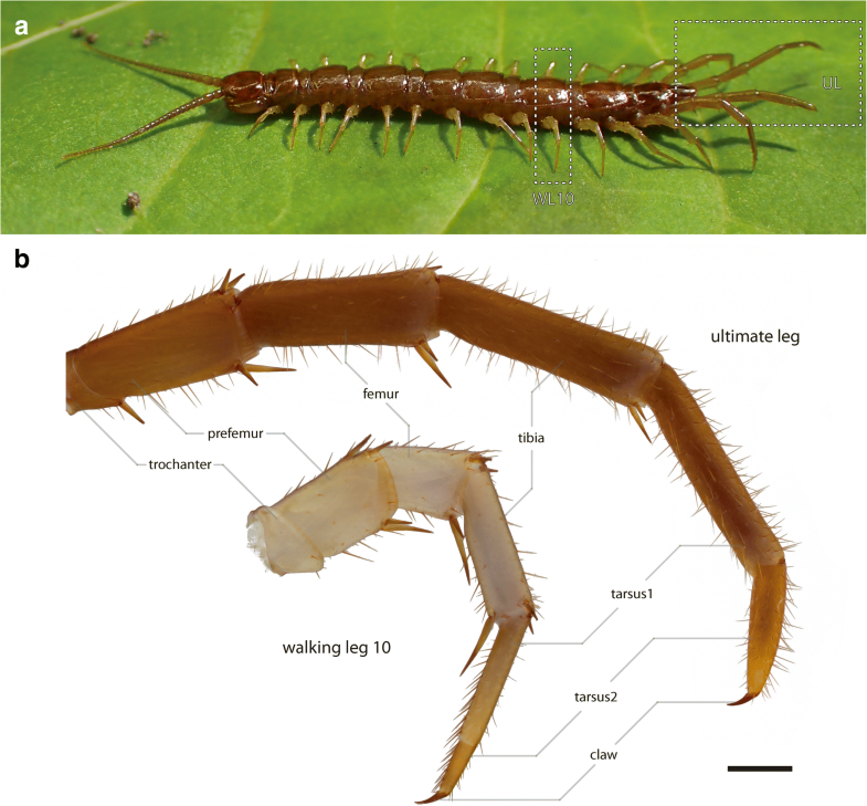 Comparative morphology of ultimate and walking legs in the centipede ...